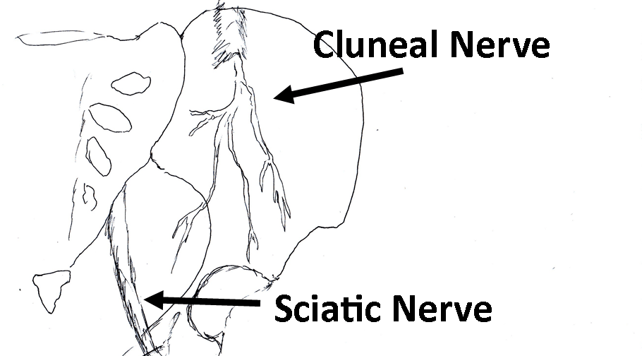 Cluneal Nerve Anatomy