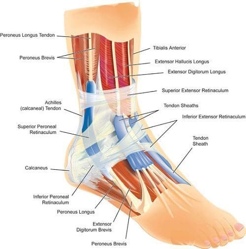 Ankle diagram diagram EP Wellness Clinic 915 850 0900