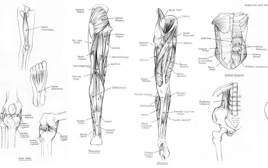 Diagram Of Nerves In Upper Leg | EP Wellness Clinic ® • 915-850-0900